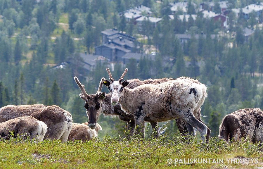 Reindeer Herders' Association – Reindeer Reindeer and summer - Reindeer ...